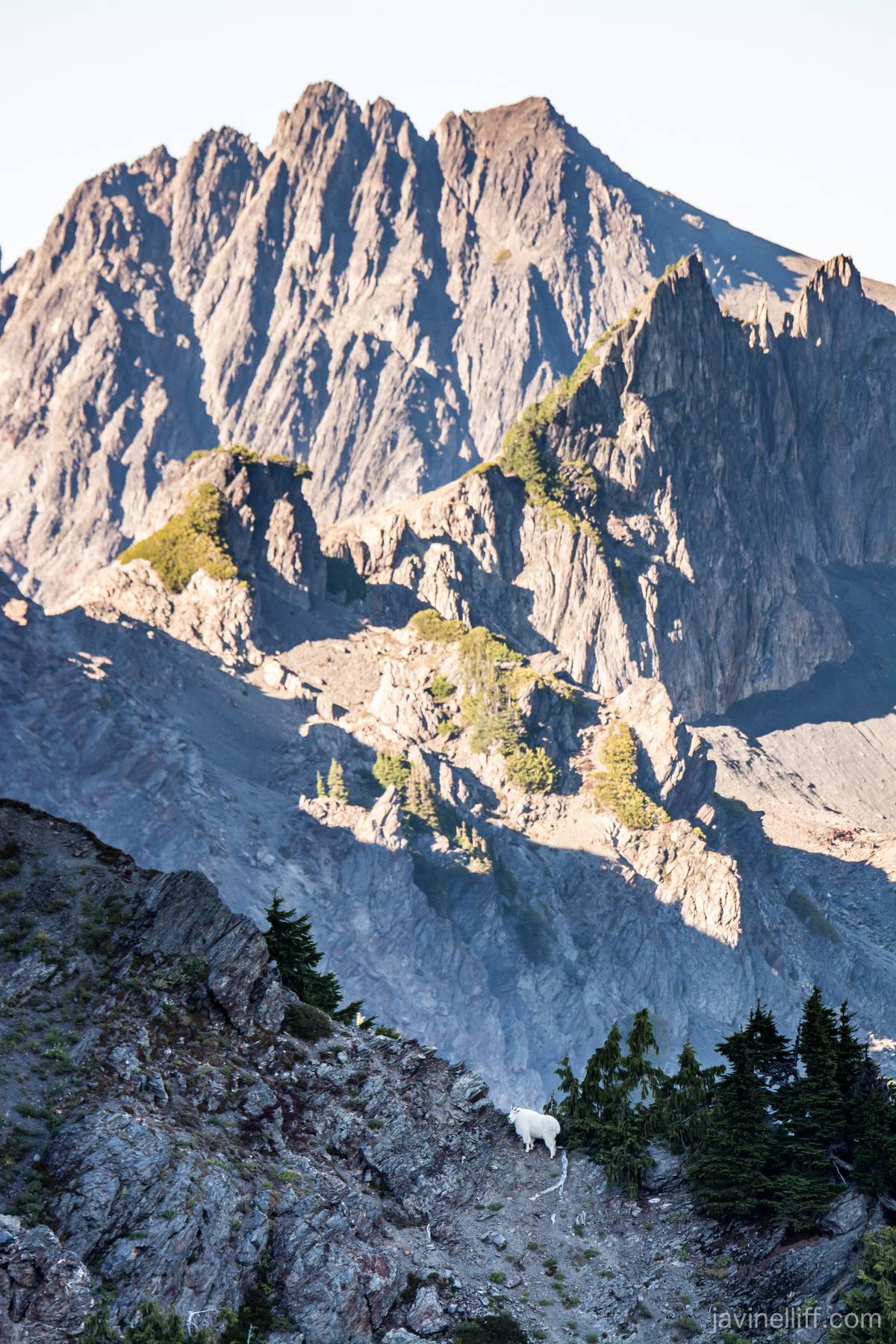 Javin Elliff Photography - Other Wildlife