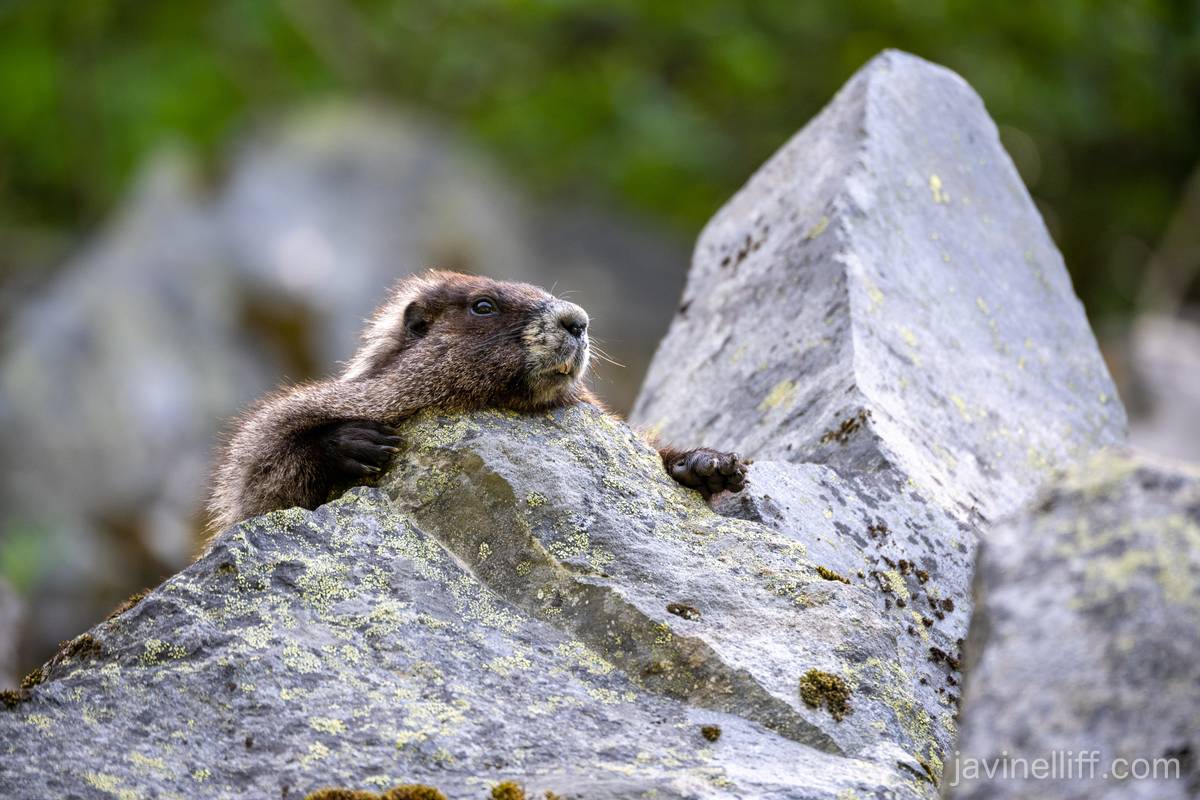 Javin Elliff Photography - Other Wildlife