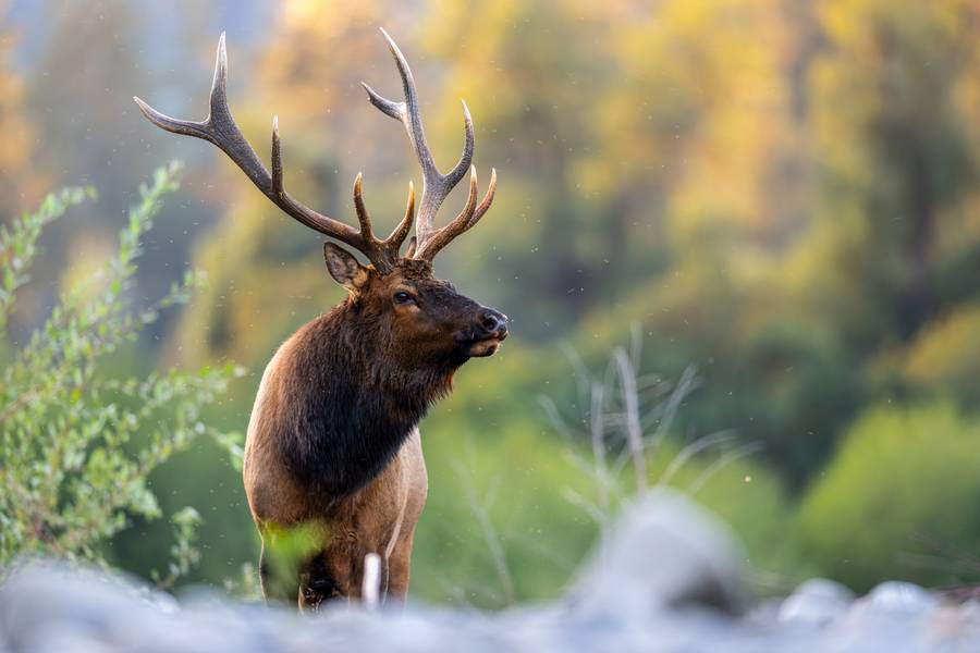 Javin Elliff Photography - Wildlife