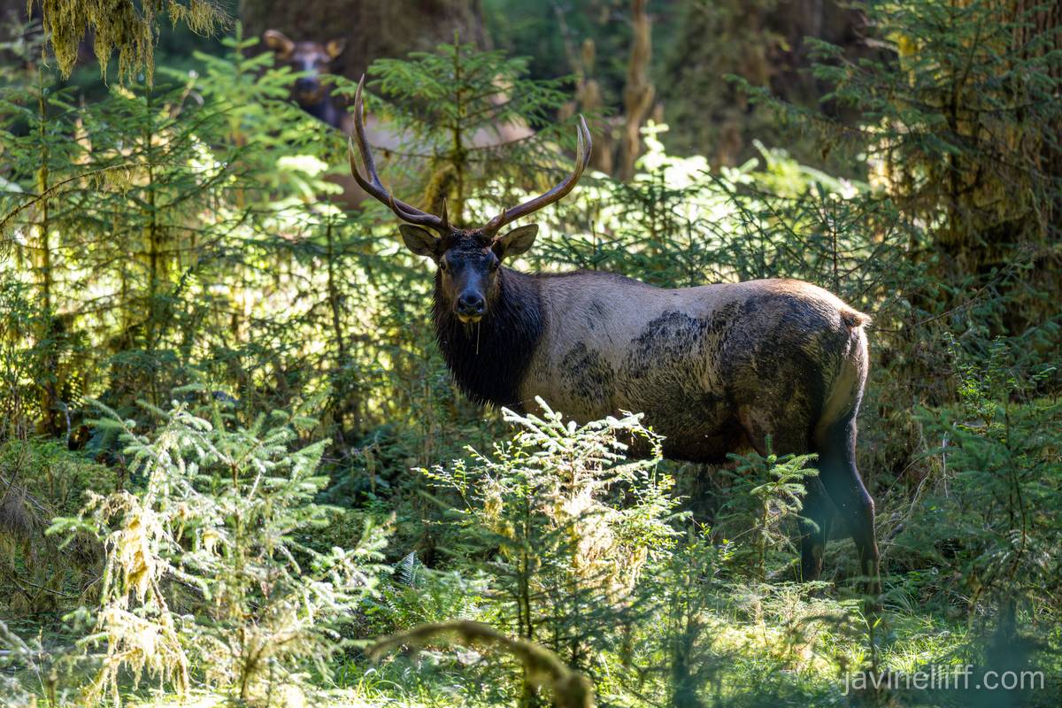Javin Elliff Photography - Elk Rut Round One