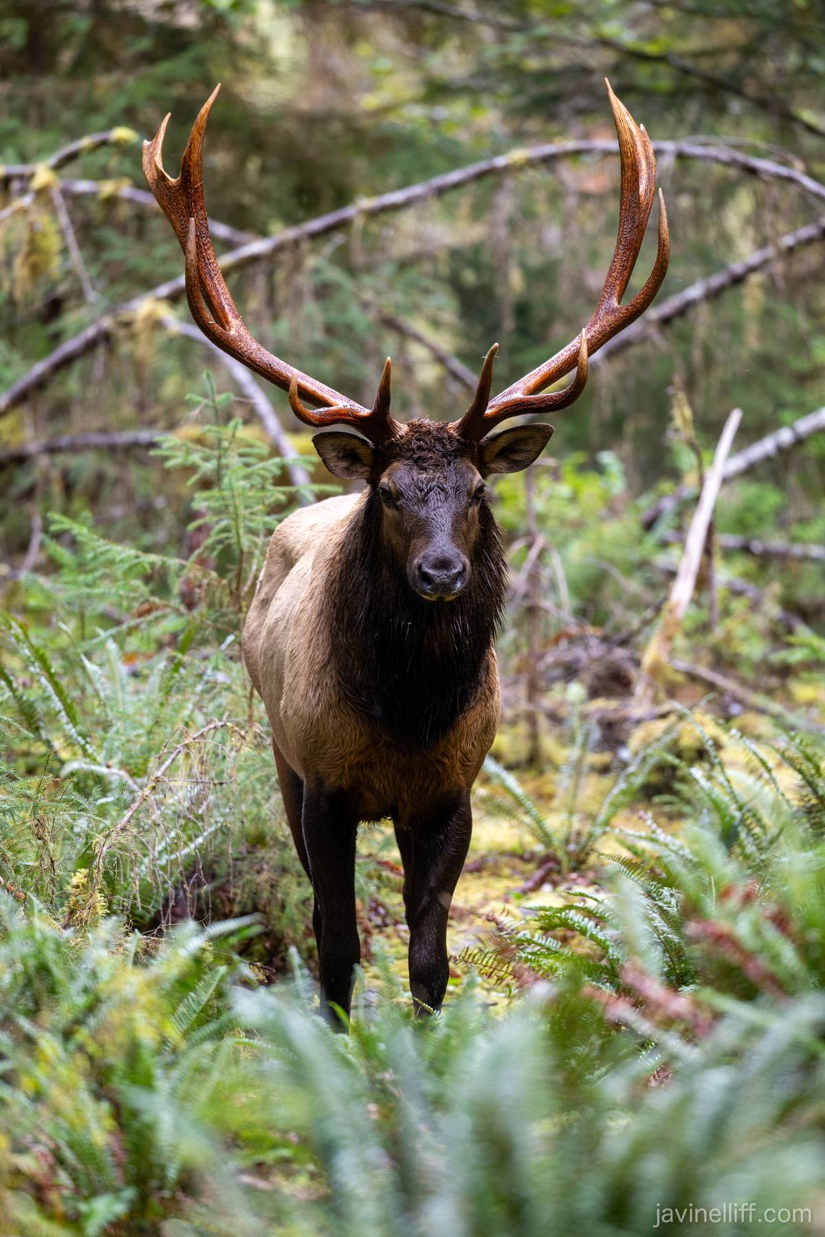 Javin Elliff Photography - Roosevelt Elk